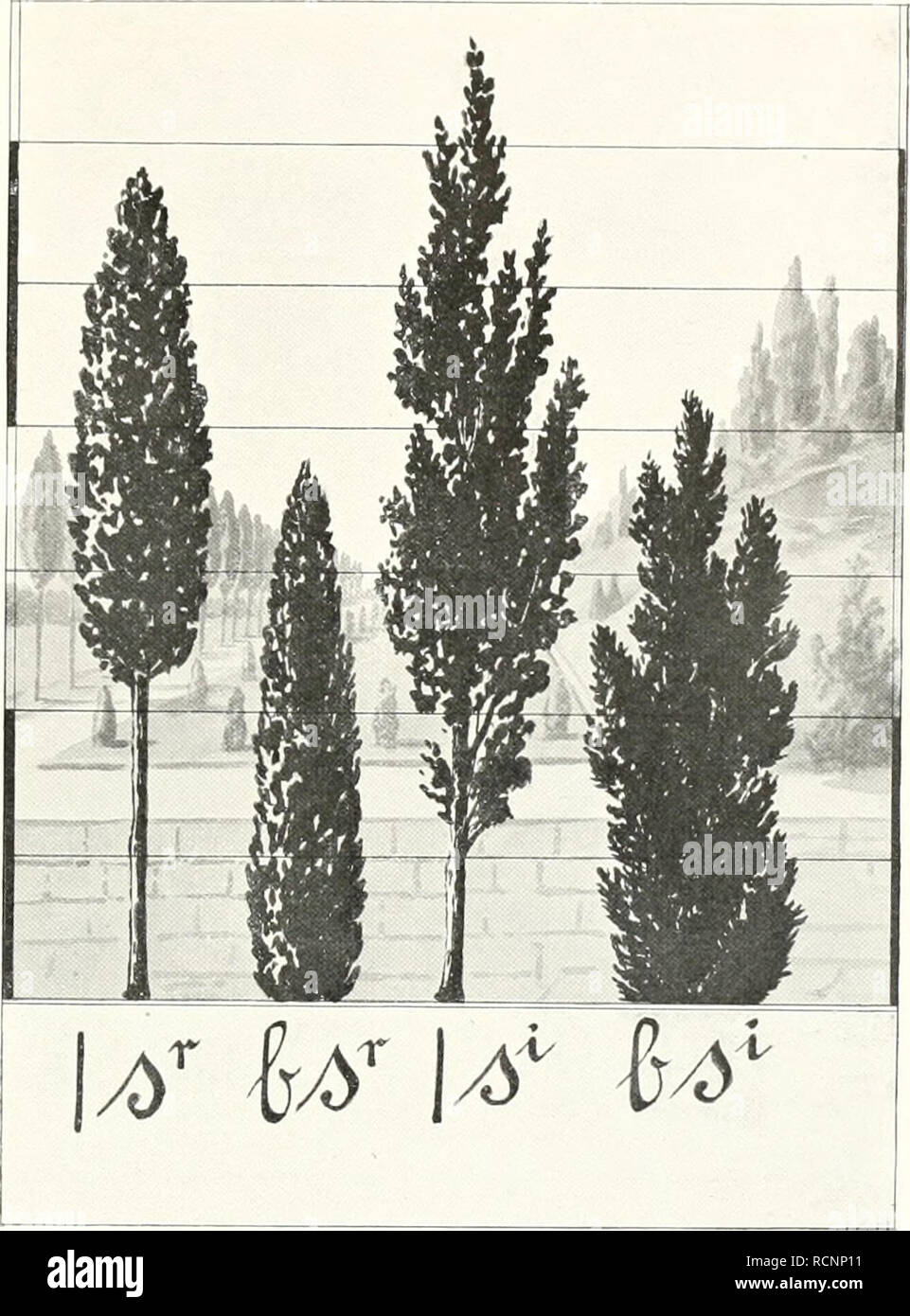 Oimo hi-res stock photography and images - Alamy