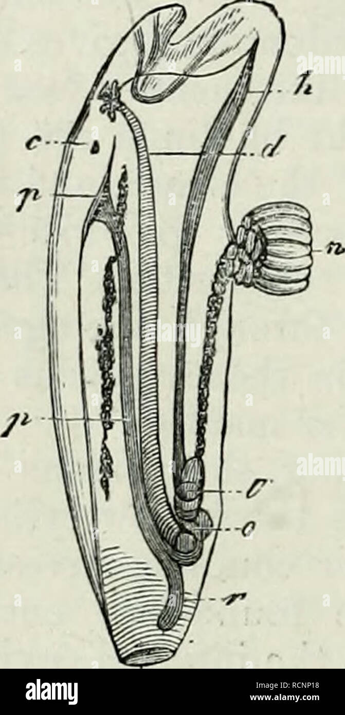 . Elements of Comparative Anatomy. 392 COMPAEATIVE ANATOMY. position ...