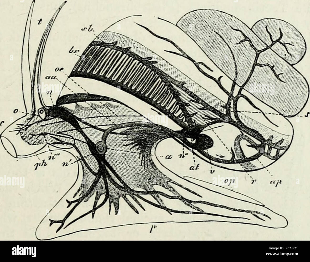 . Elements of Comparative Anatomy. VASCULAE SYSTEM OF MOLLUSCA. 371 from tlie gills is received ...