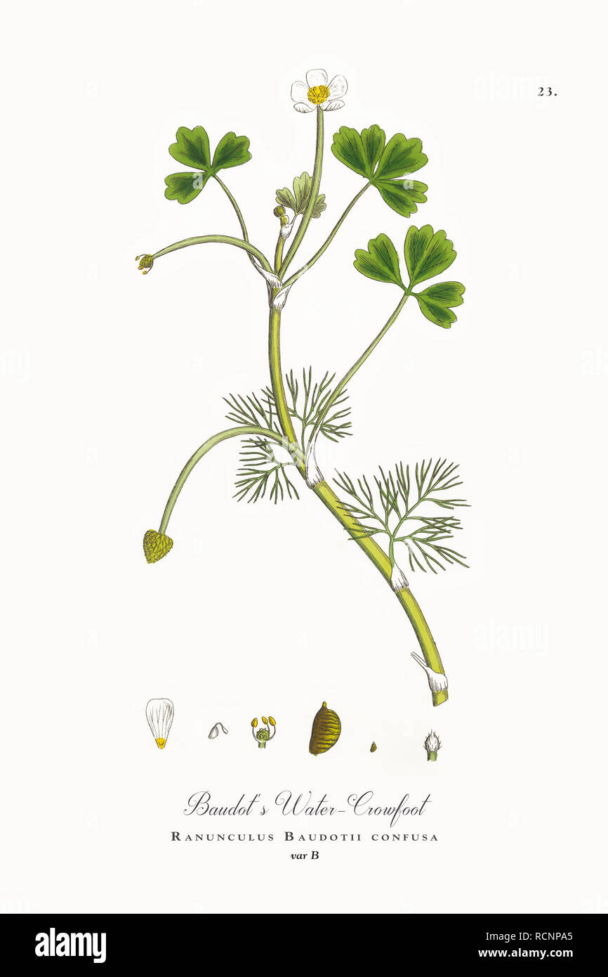 Antique Hand-Colored Victorian Botanical Illustration, Circa 1863 Stock ...