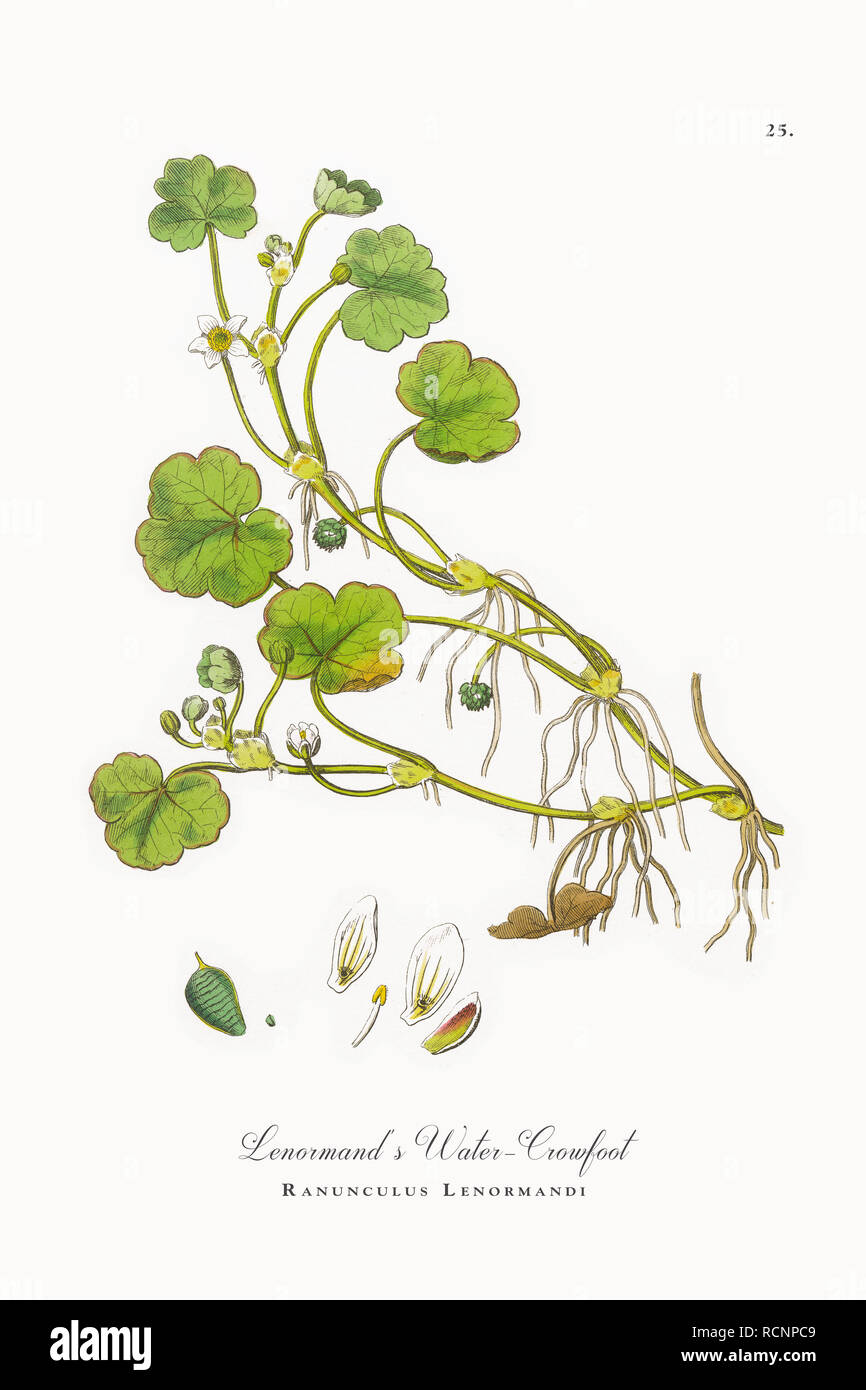 Antique Hand-Colored Victorian Botanical Illustration, Circa 1863 Stock ...