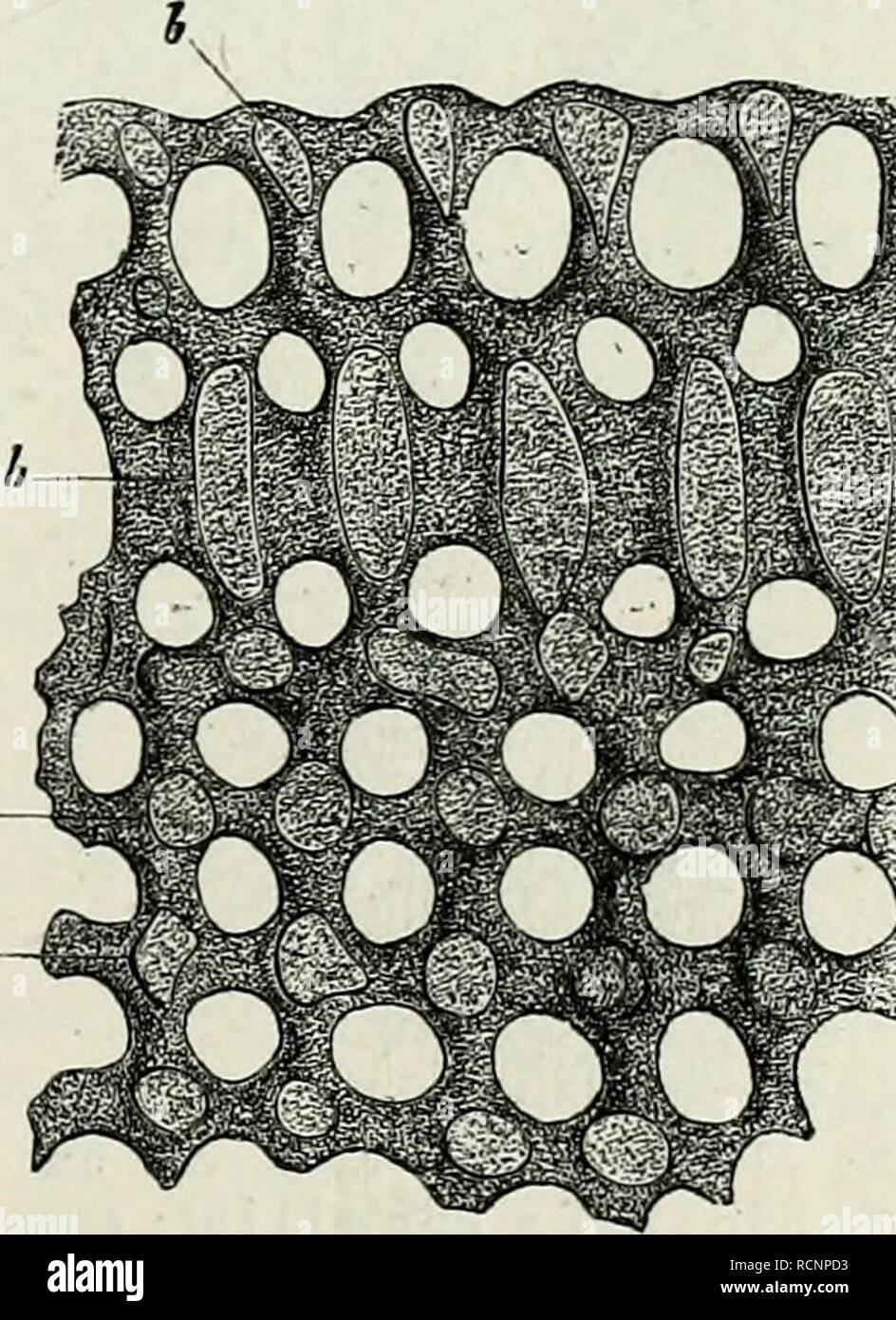 Ciliated tracts hi-res stock photography and images - Alamy