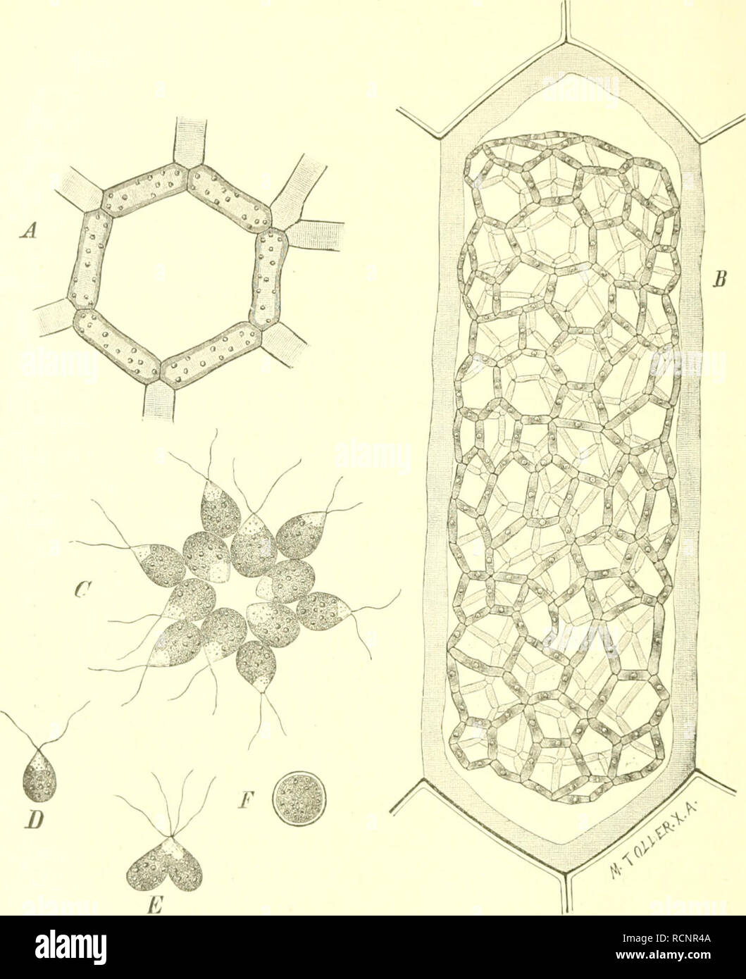 Hydrodictyon hi-res stock photography and images - Alamy