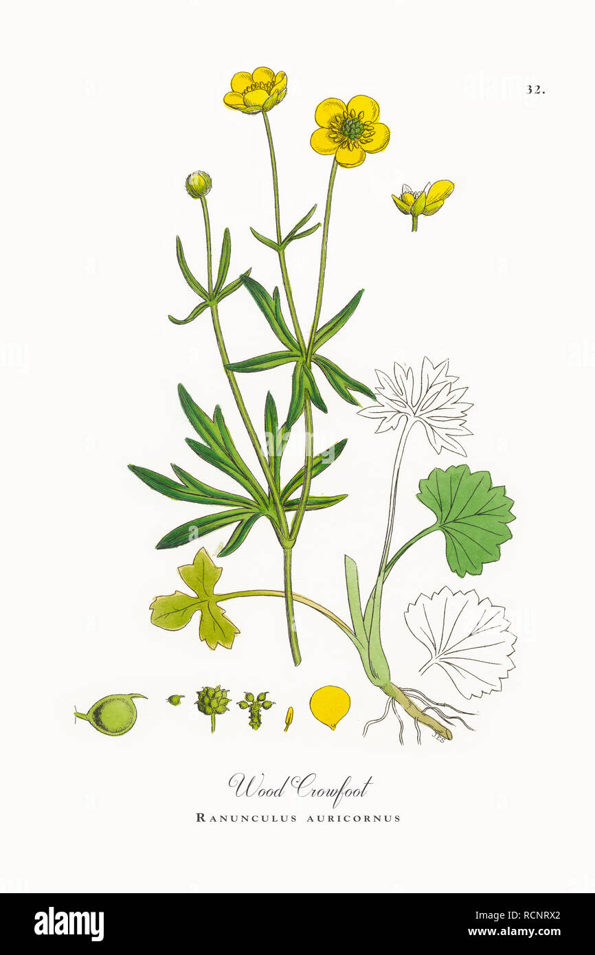 Antique Hand-Colored Victorian Botanical Illustration, Circa 1863 Stock ...