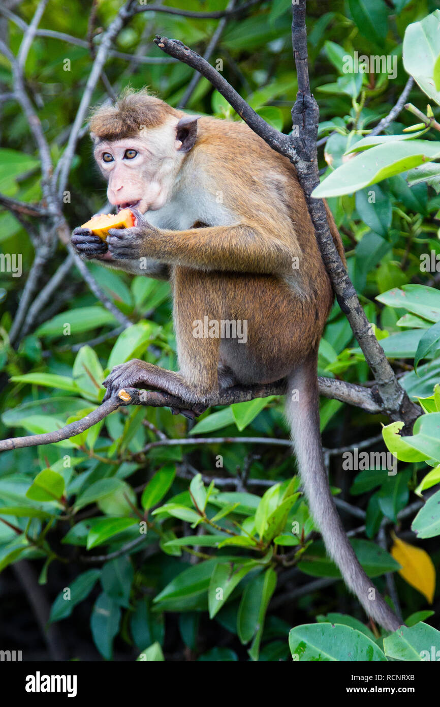 Monkey eating fruit hi-res stock photography and images - Alamy