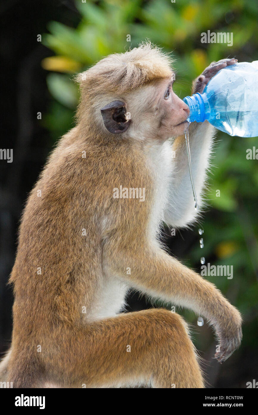Macaque in water hi-res stock photography and images - Alamy