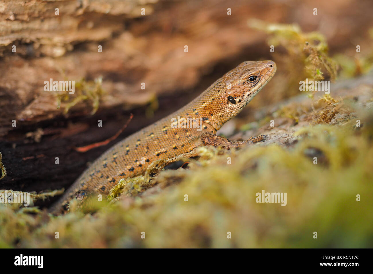 Zootoca vivipara closeup hi-res stock photography and images - Alamy