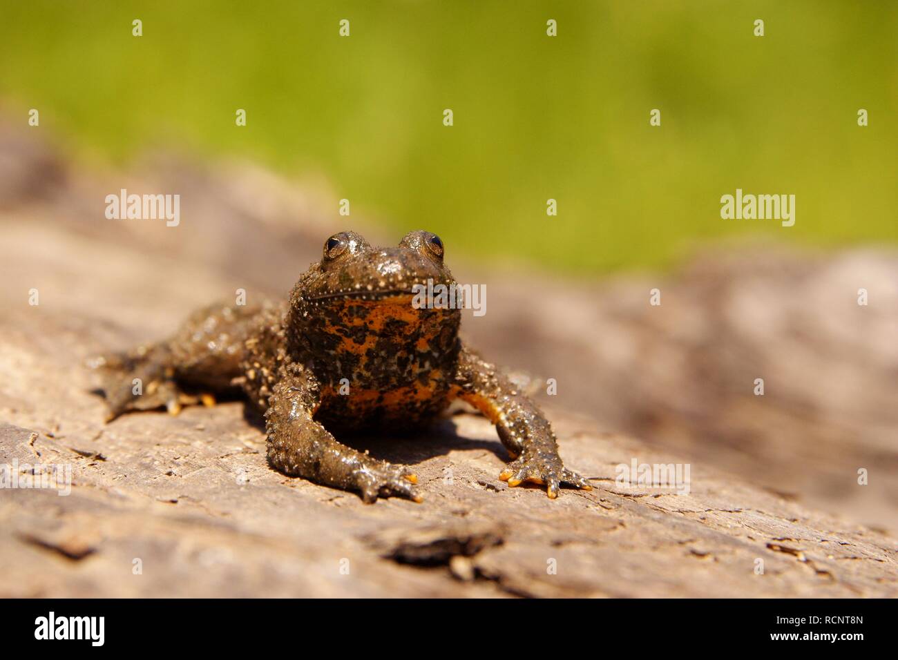Yellow bellied newt hi-res stock photography and images - Alamy