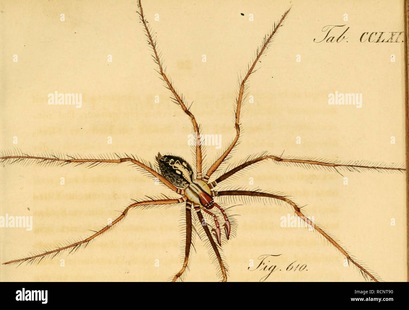 . Die Arachniden. Getreu nach der Natur abgebildet und beschrieben ...