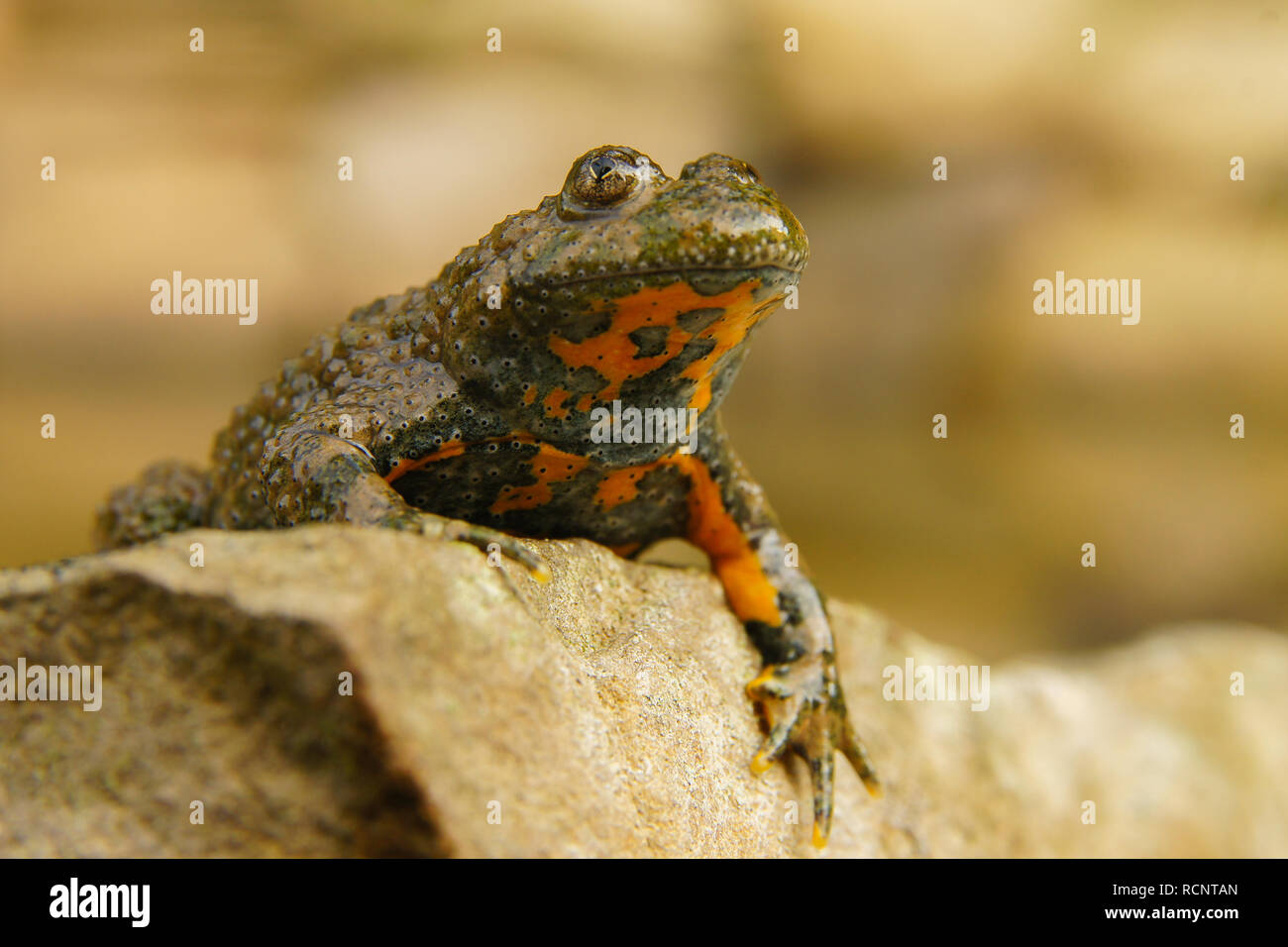 Yellow-Bellied Toad (Bombina variegata) on the rock Stock Photo - Alamy