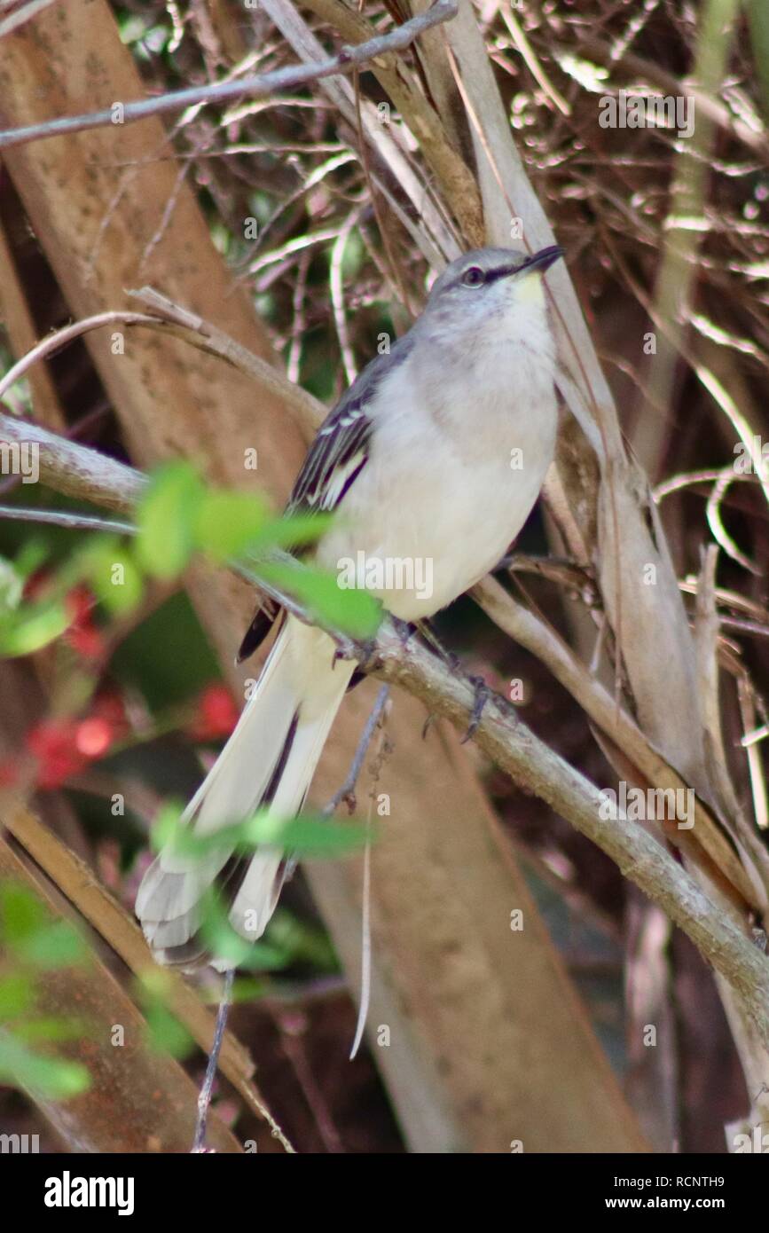 Bird photo hi-res stock photography and images - Alamy