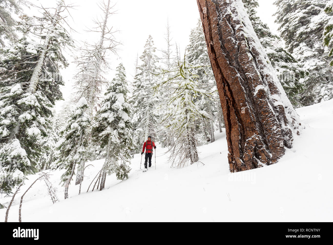 A snowshoer hikes by a large Sequoia tree (Sequoiadendron giganteum) in ...
