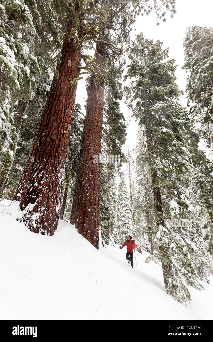 A snowshoer hikes below two large Sequoia trees (Sequoiadendron ...