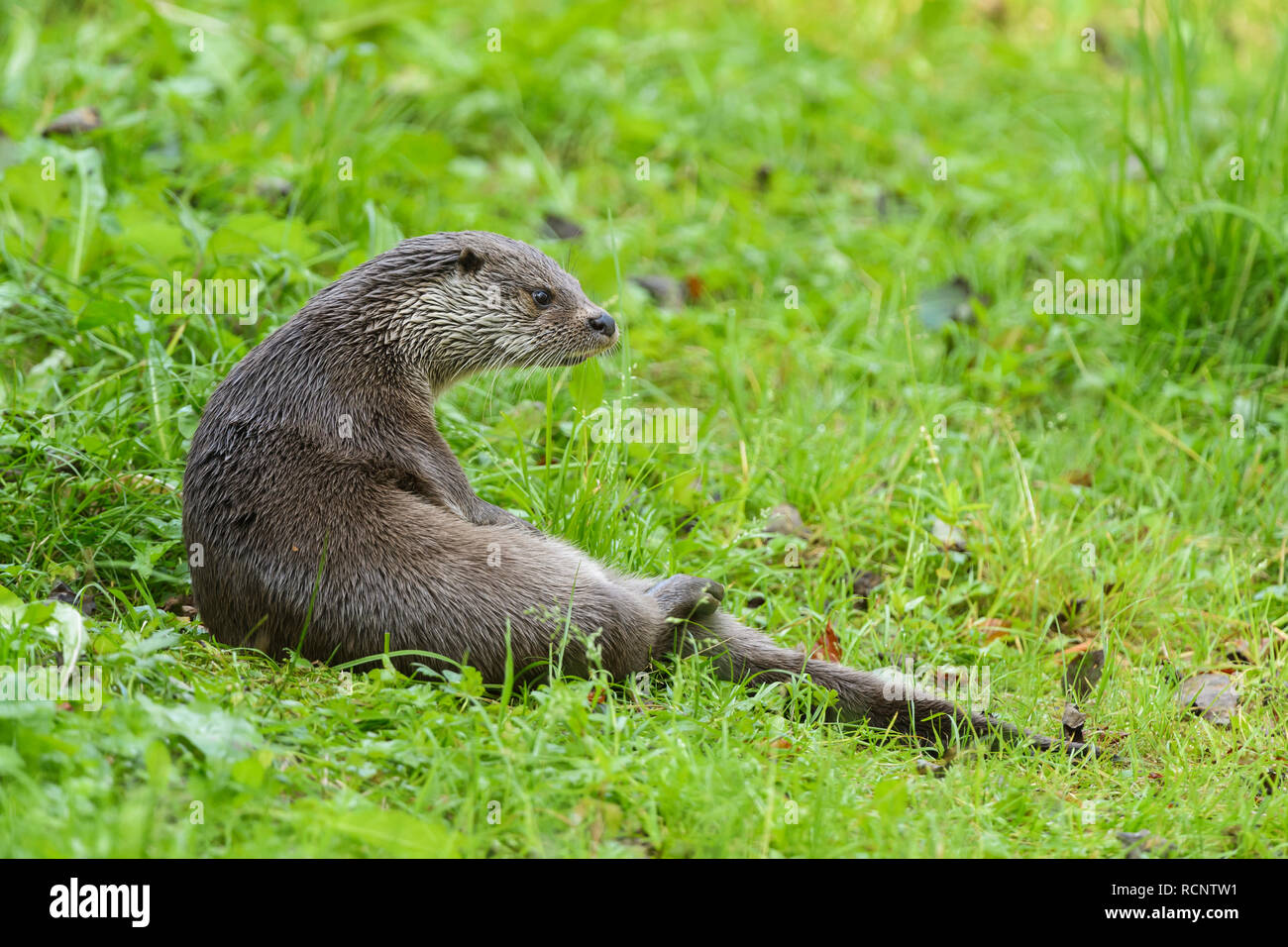 Otter, lutra lutra Stock Photo - Alamy