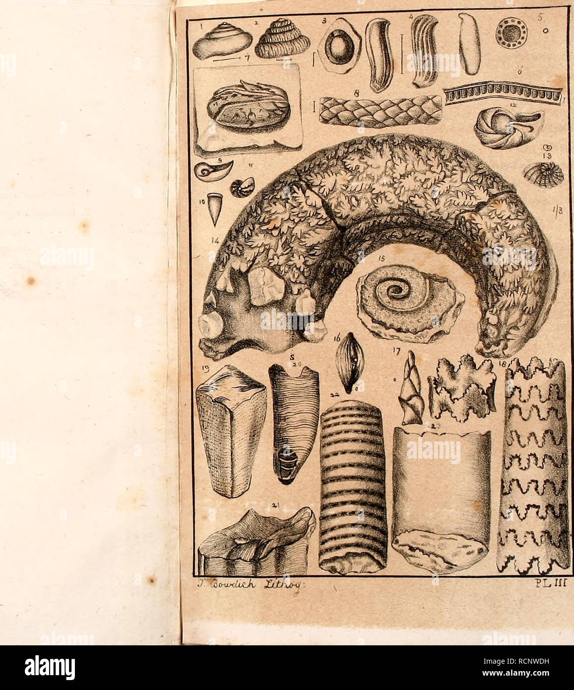 . Elements of conchology : including the fossil genera and the animals ...