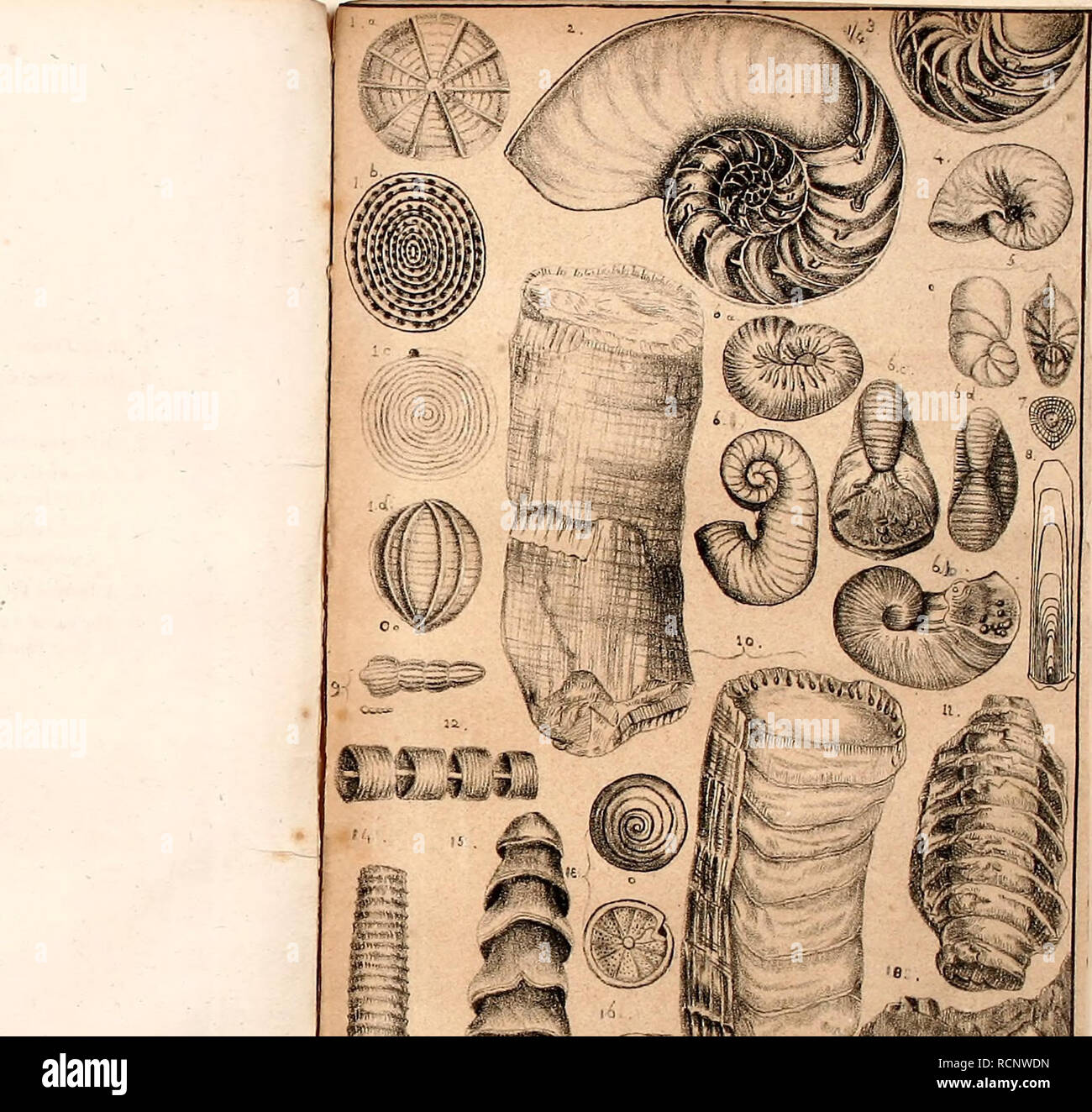 Amplexus coralloides hi-res stock photography and images - Alamy