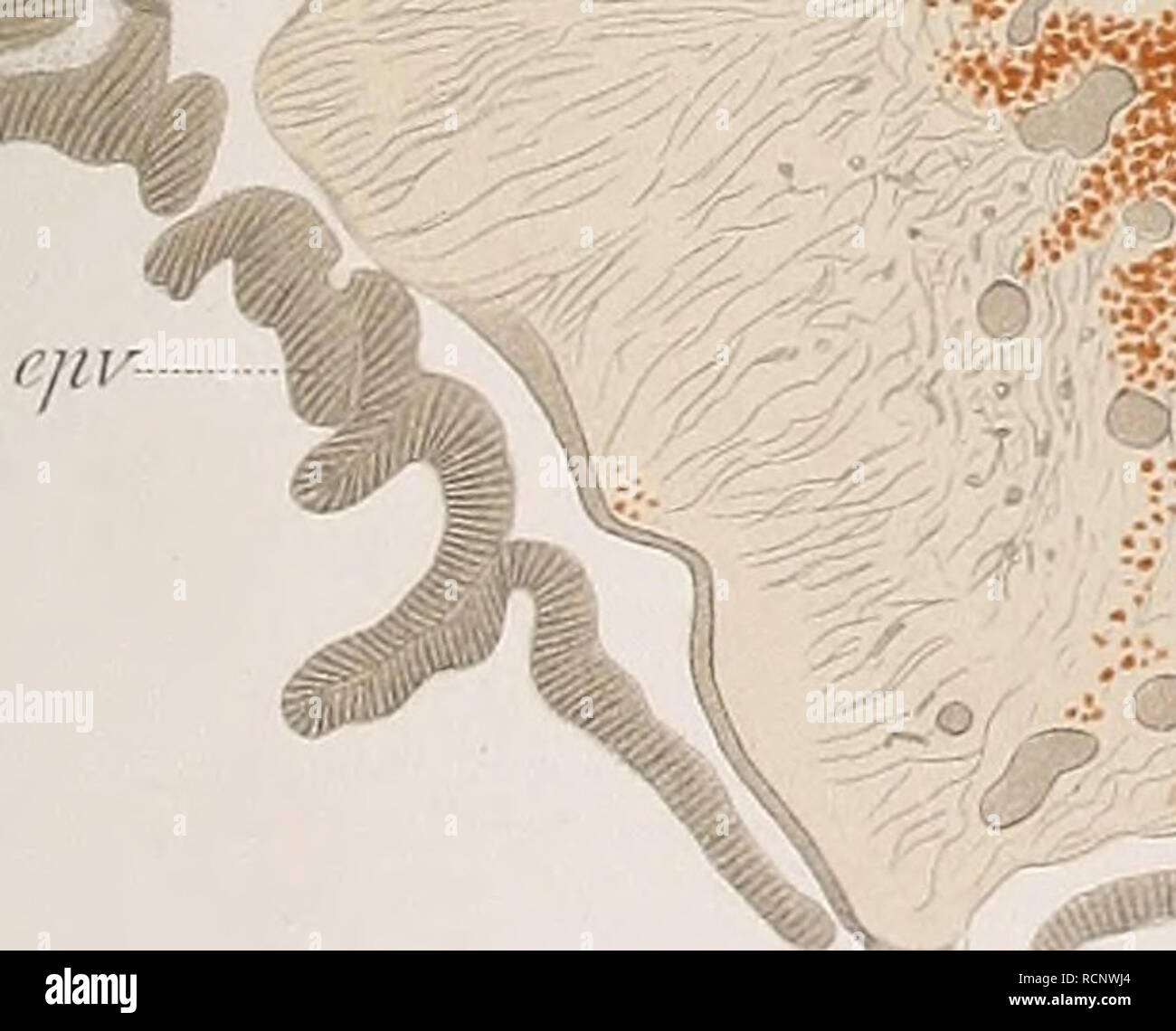 Enteropneusta hi-res stock photography and images - Alamy