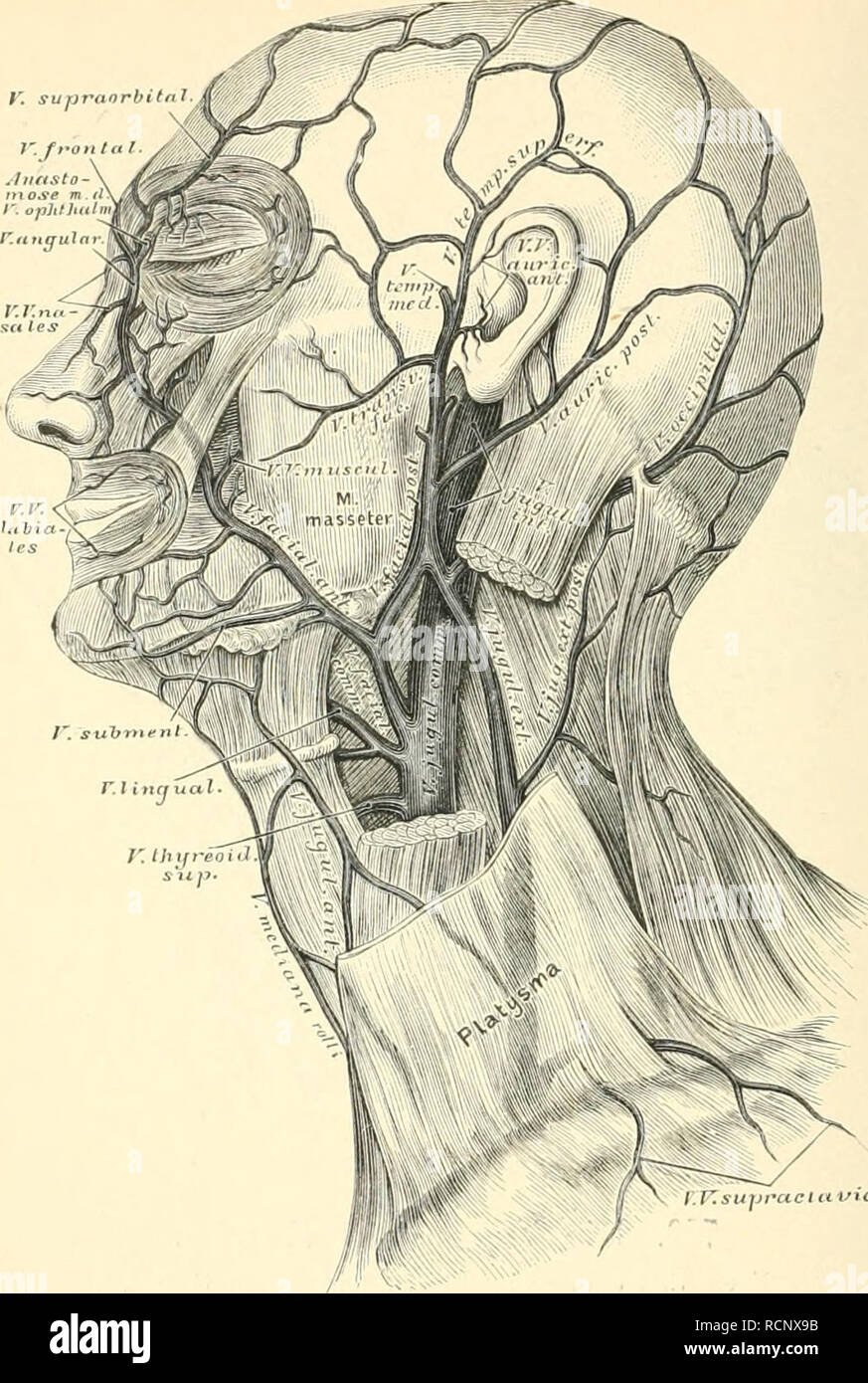 Pharynx anatomie hi-res stock photography and images - Alamy
