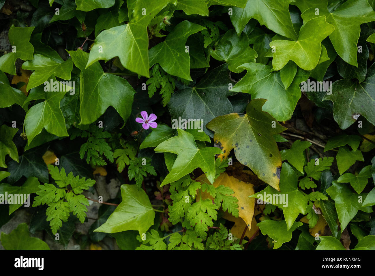 Dysert o'dea hi-res stock photography and images - Alamy