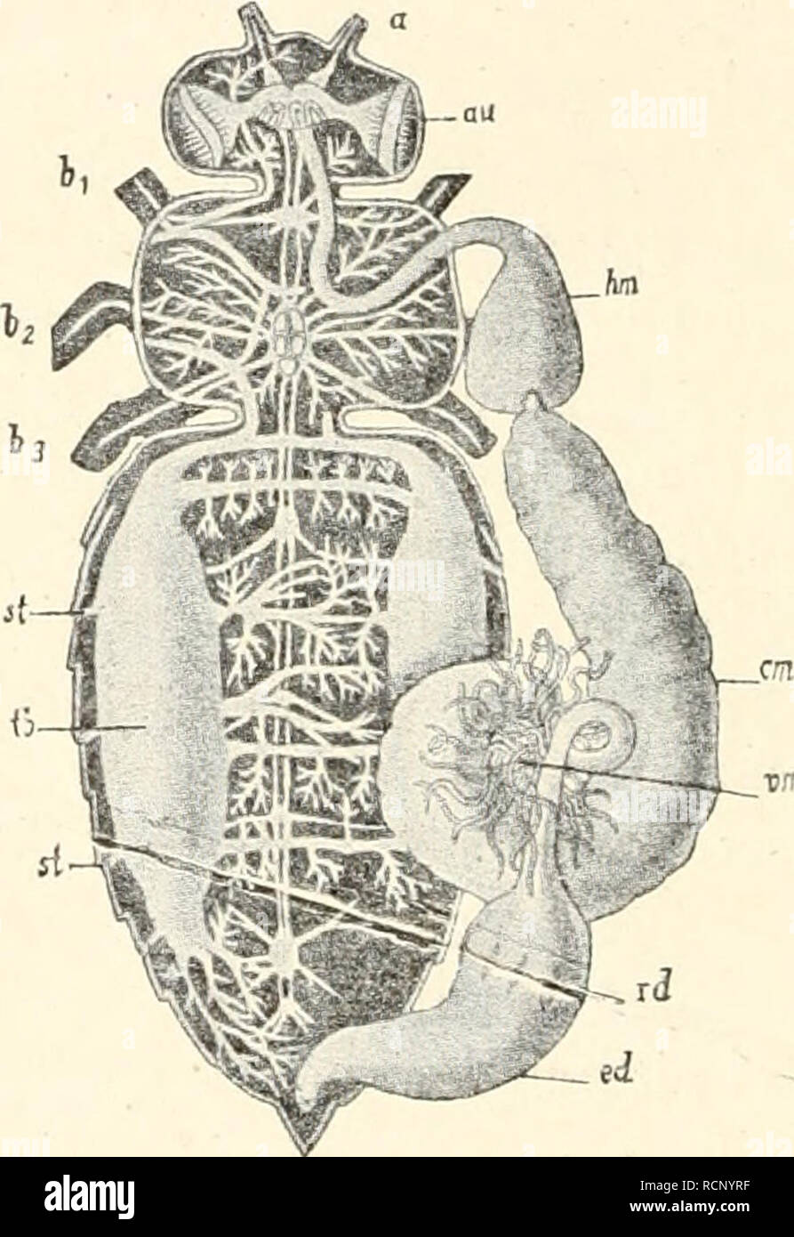 Anatomie bein hi-res stock photography and images - Alamy