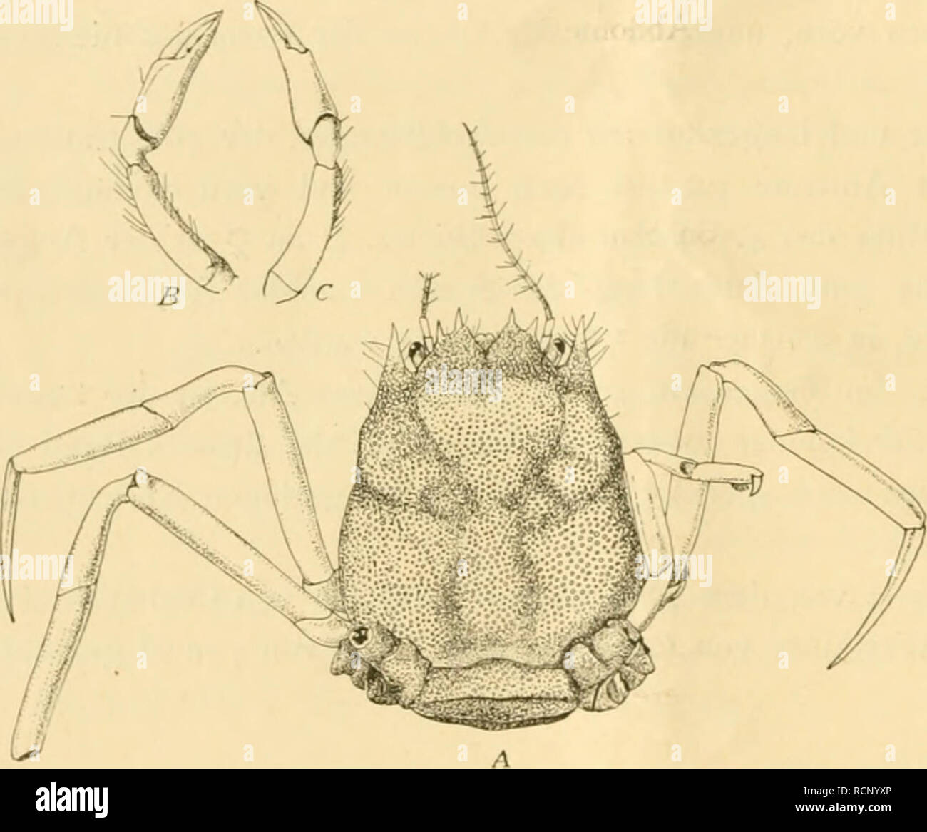 . Die Decapoda Brachyura der Siboga-Expedition. Siboga Expedition ...