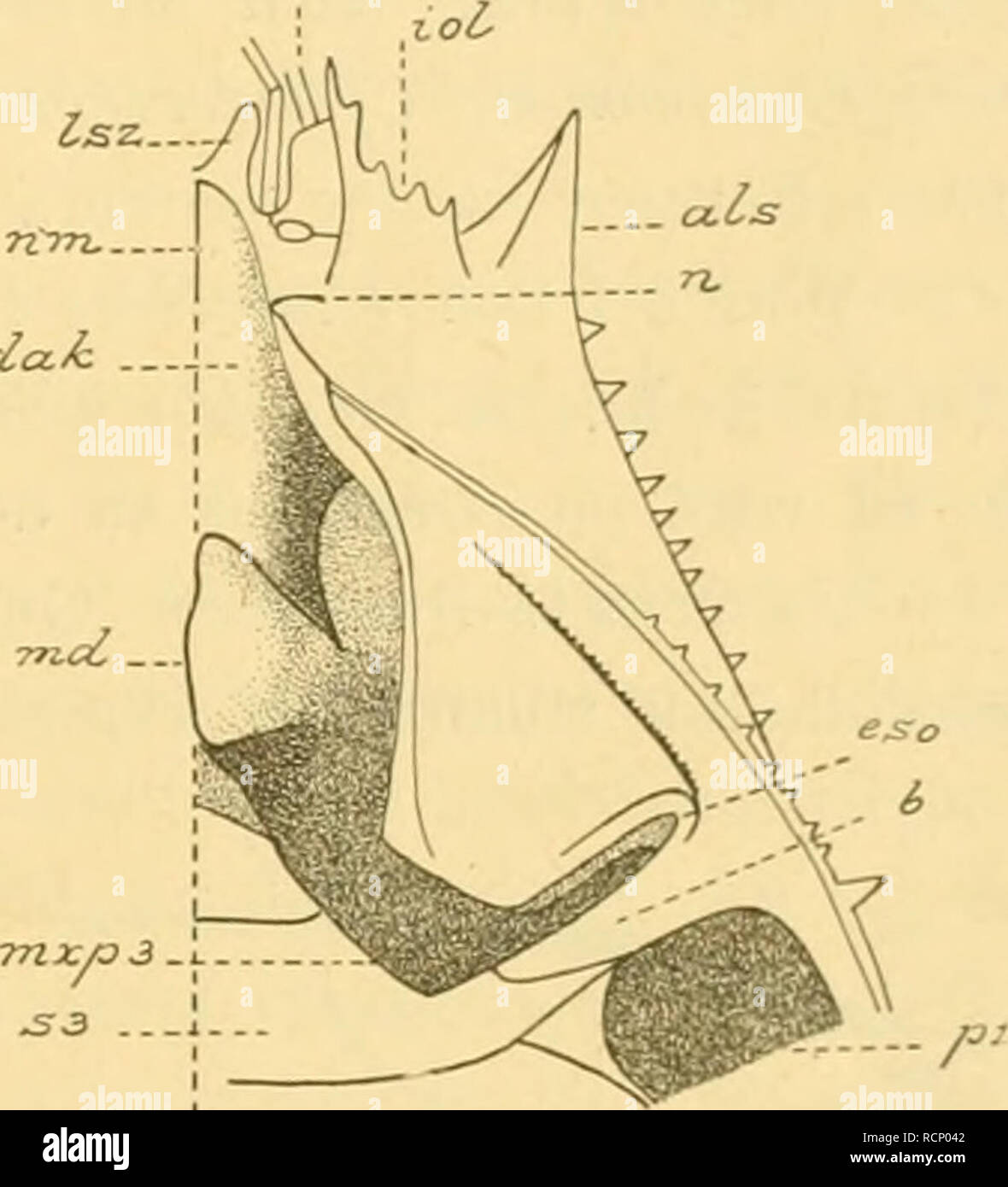 . Die Decapoda Brachyura der Siboga-Expedition. Siboga Expedition; Decapoda (Crustacea); Crabs ...
