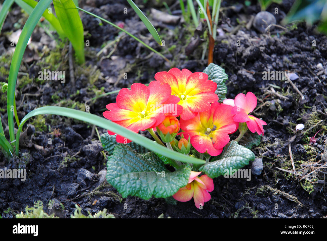 Primula vulgaris garden hi-res stock photography and images - Alamy