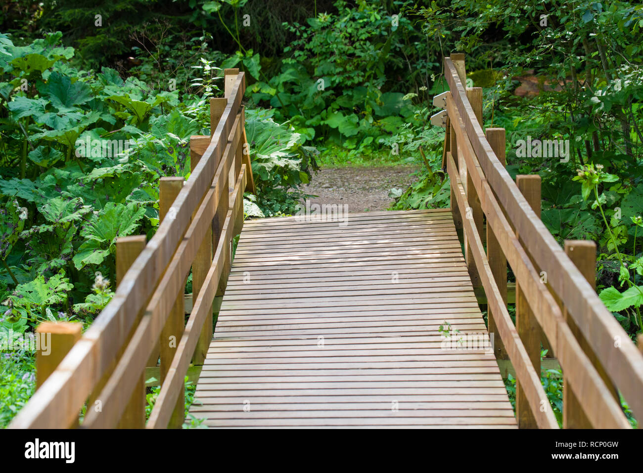 Wood bridge in green forest, path way in summer Stock Photo - Alamy