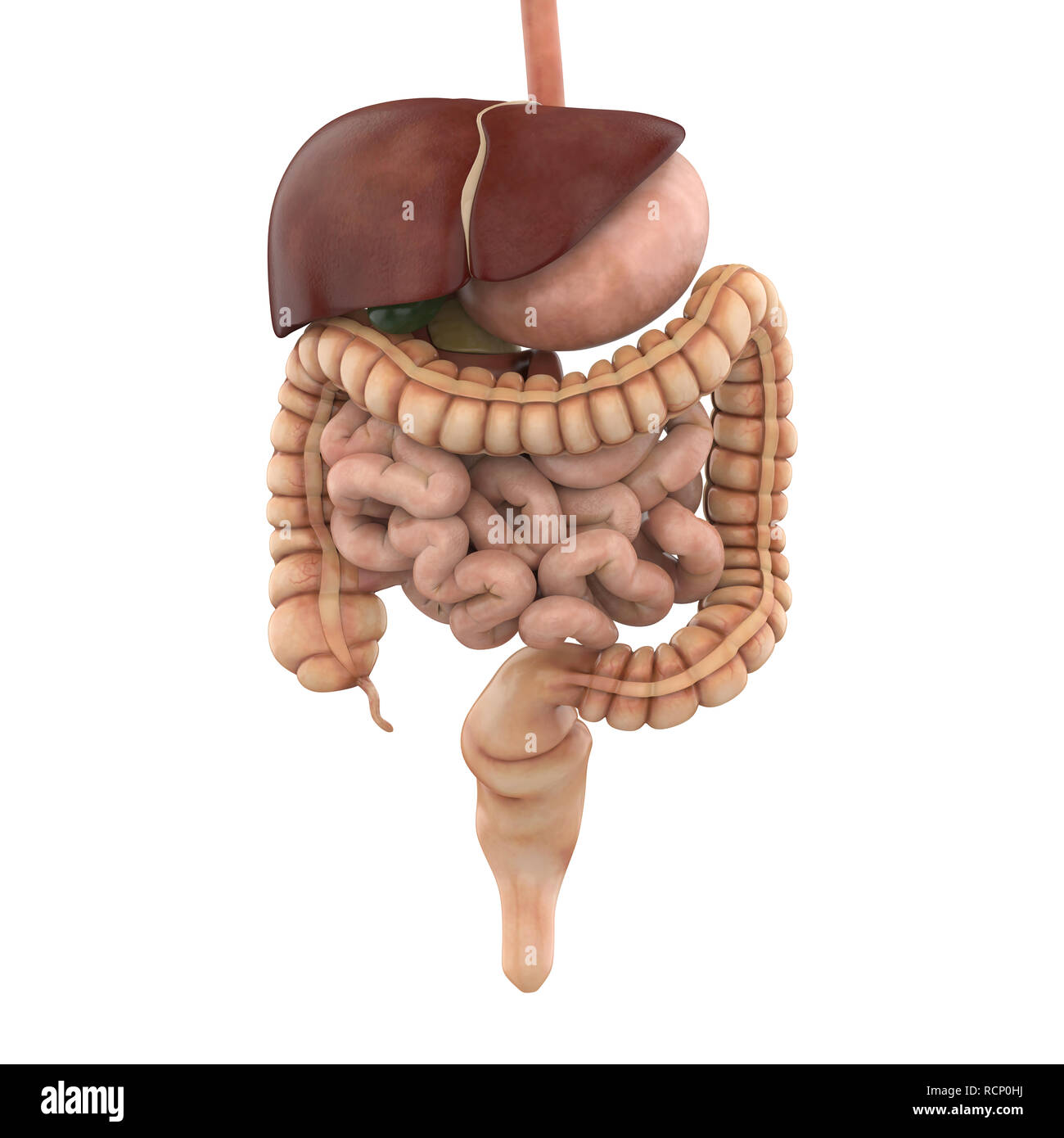 Human Digestive System Illustration Stock Photo - Alamy