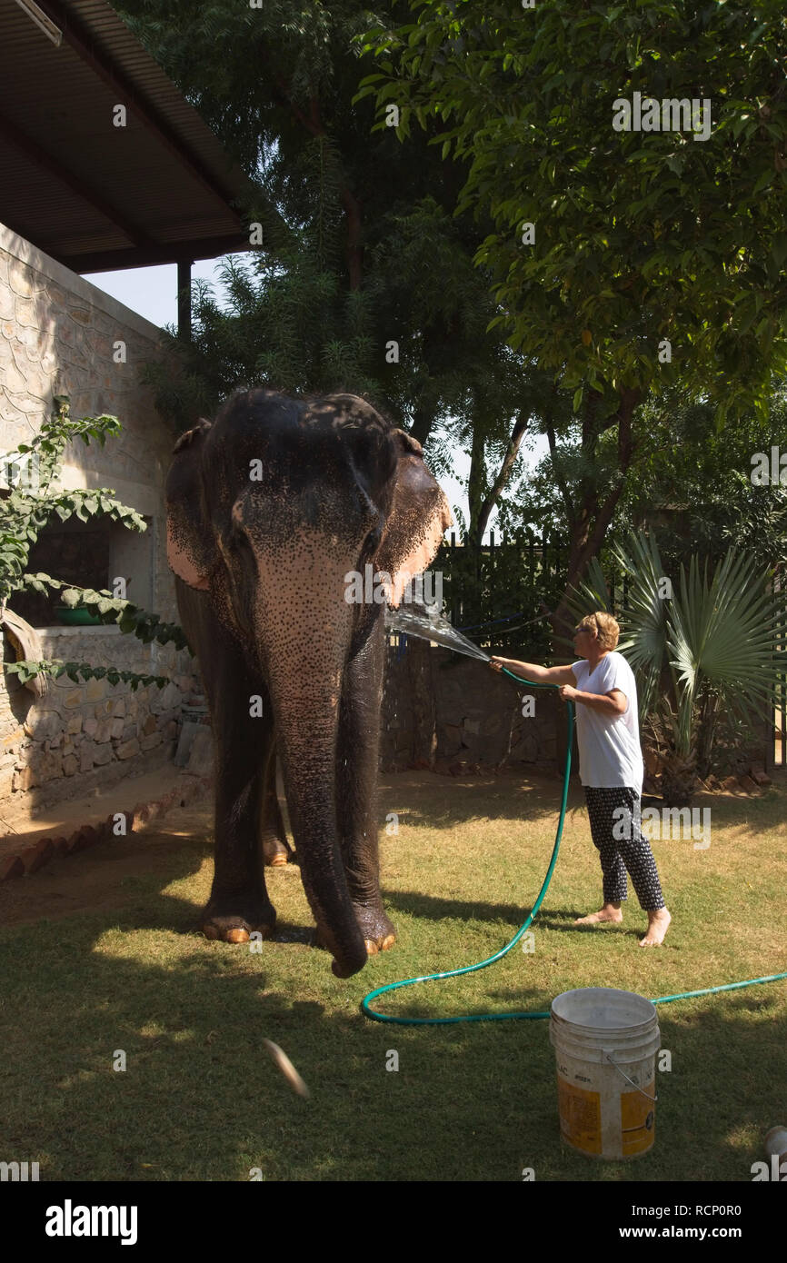 Jaipur; Red Fort; elephant sanctuary Stock Photo - Alamy