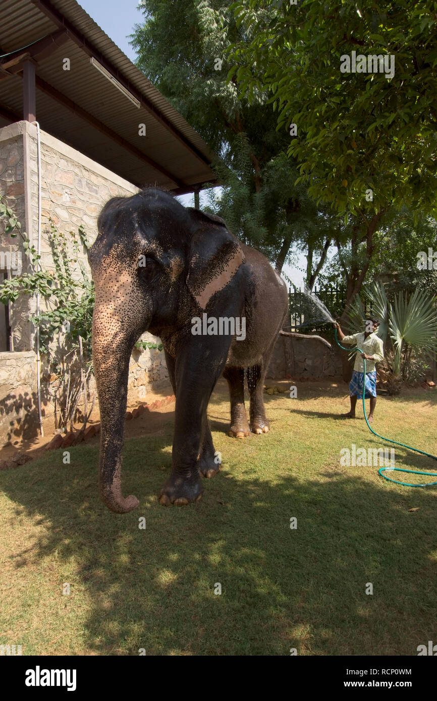 Jaipur; Red Fort; elephant sanctuary Stock Photo - Alamy