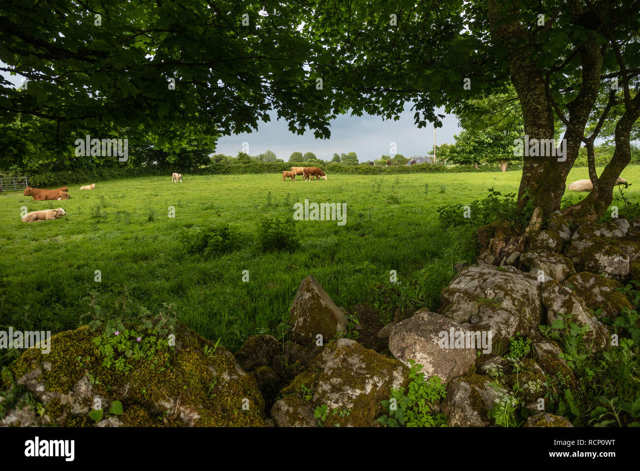 Stone wall and cows ireland hi-res stock photography and images - Alamy