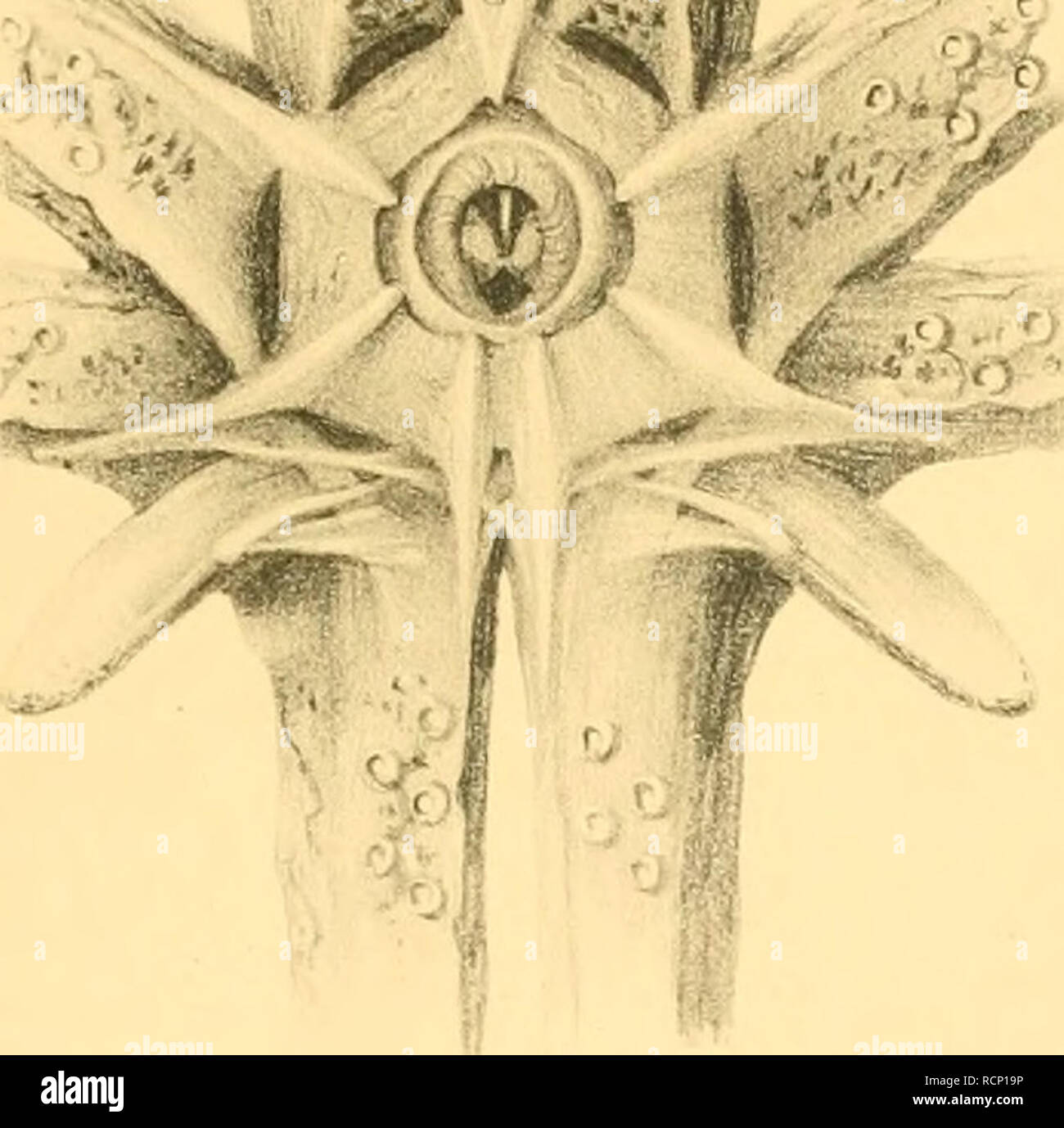 . Die Cephalopoden der Plankton-Expedition : Zugleich eine ...