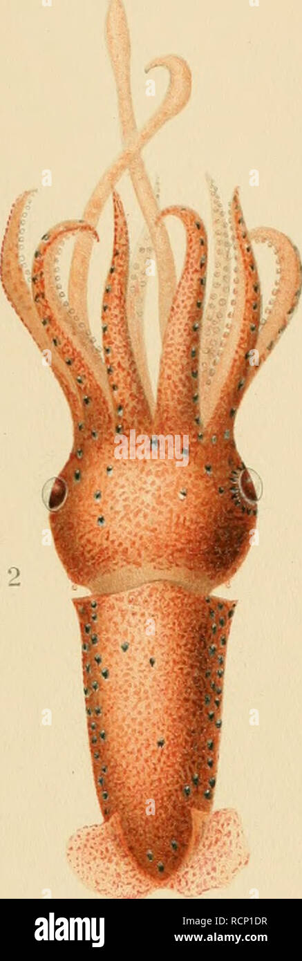 1914 cephalopoda hi-res stock photography and images - Alamy