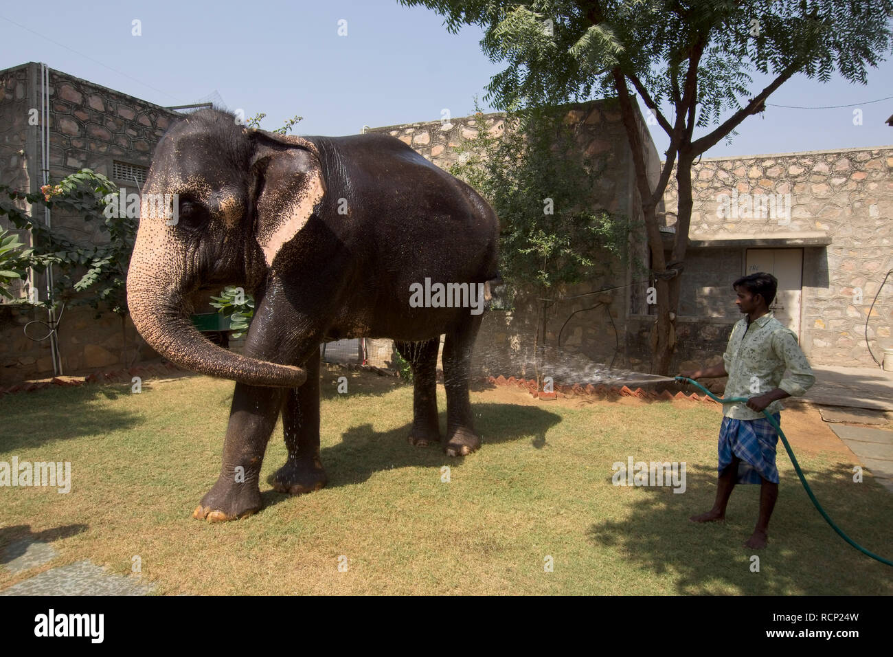 Jaipur; Red Fort; elephant sanctuary Stock Photo - Alamy