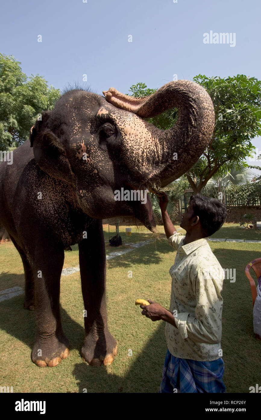 Jaipur; Red Fort; elephant sanctuary Stock Photo - Alamy