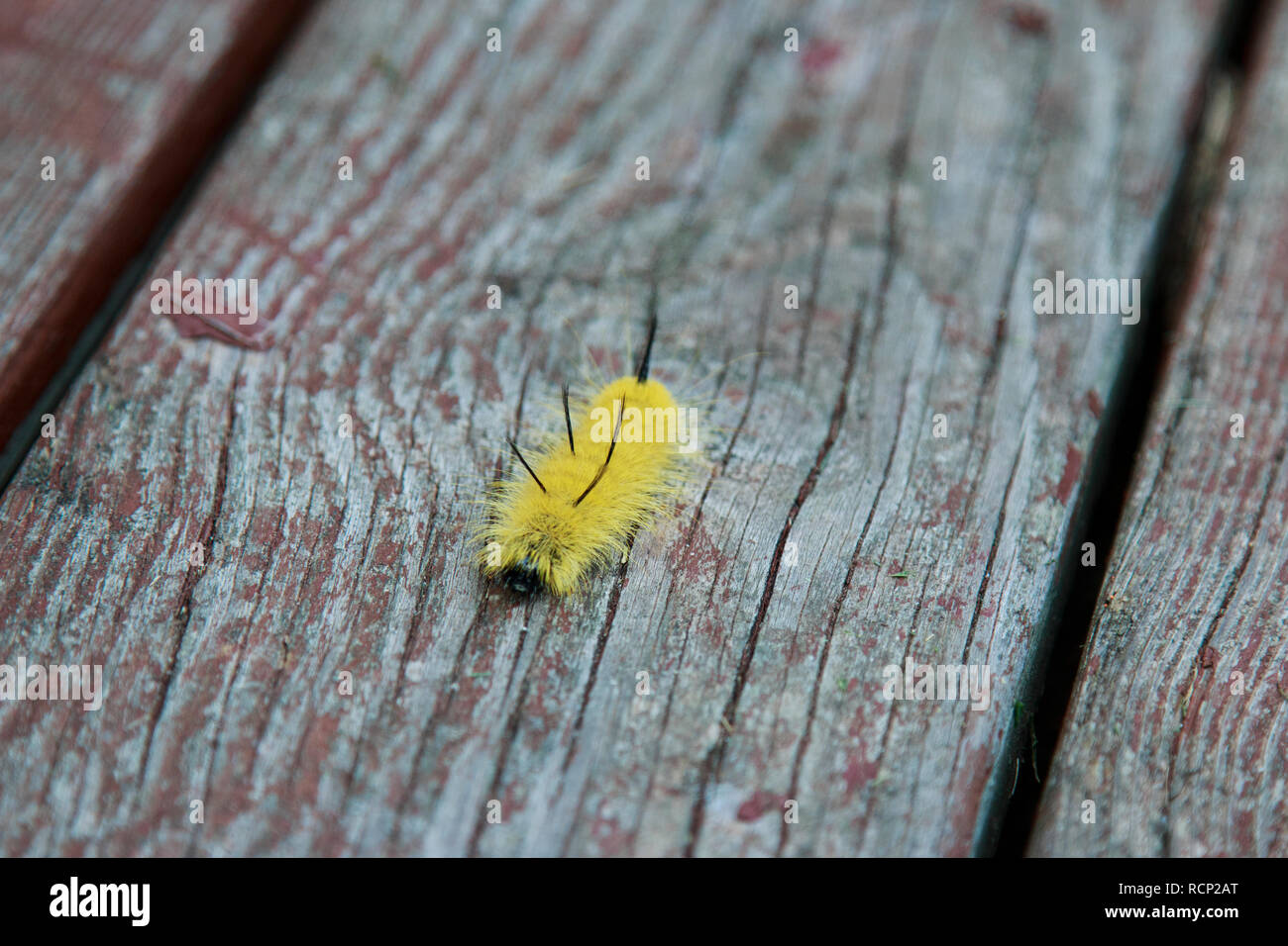 American dagger moth caterpillar hi-res stock photography and images ...