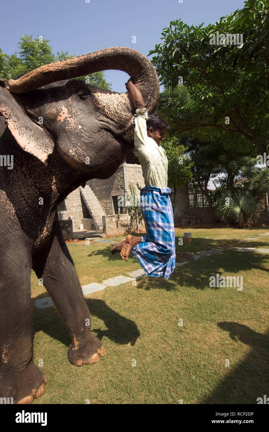 Jaipur; Red Fort; elephant sanctuary Stock Photo - Alamy