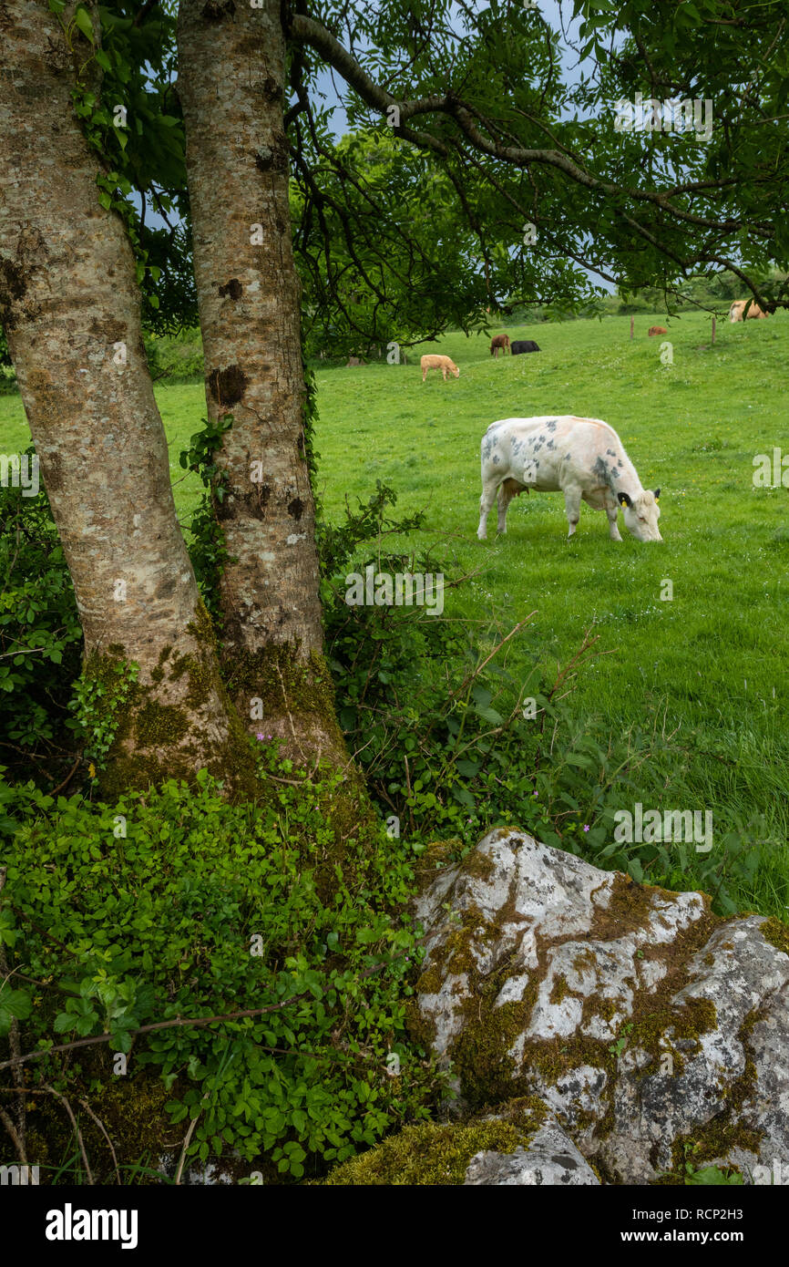 Dysert o'dea hi-res stock photography and images - Alamy