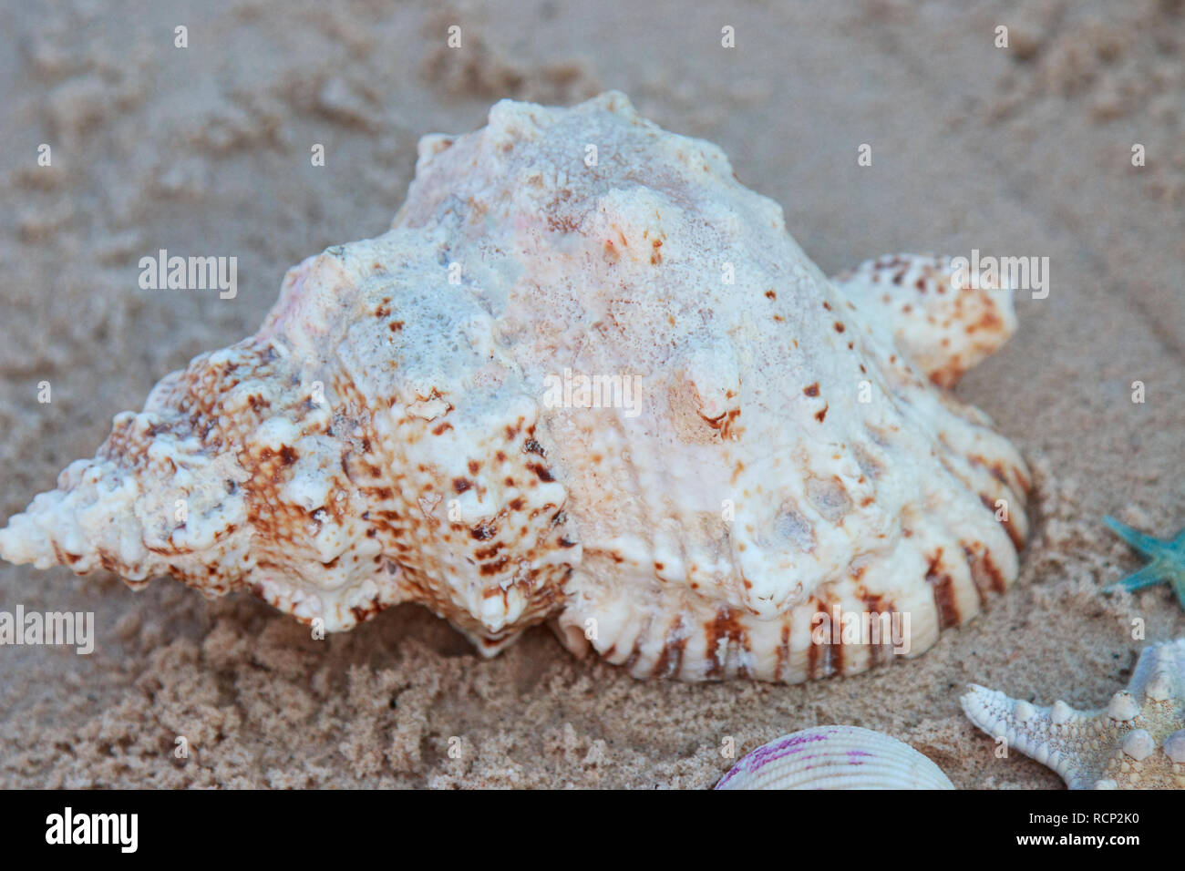 Alphabet cone shell hi-res stock photography and images - Alamy