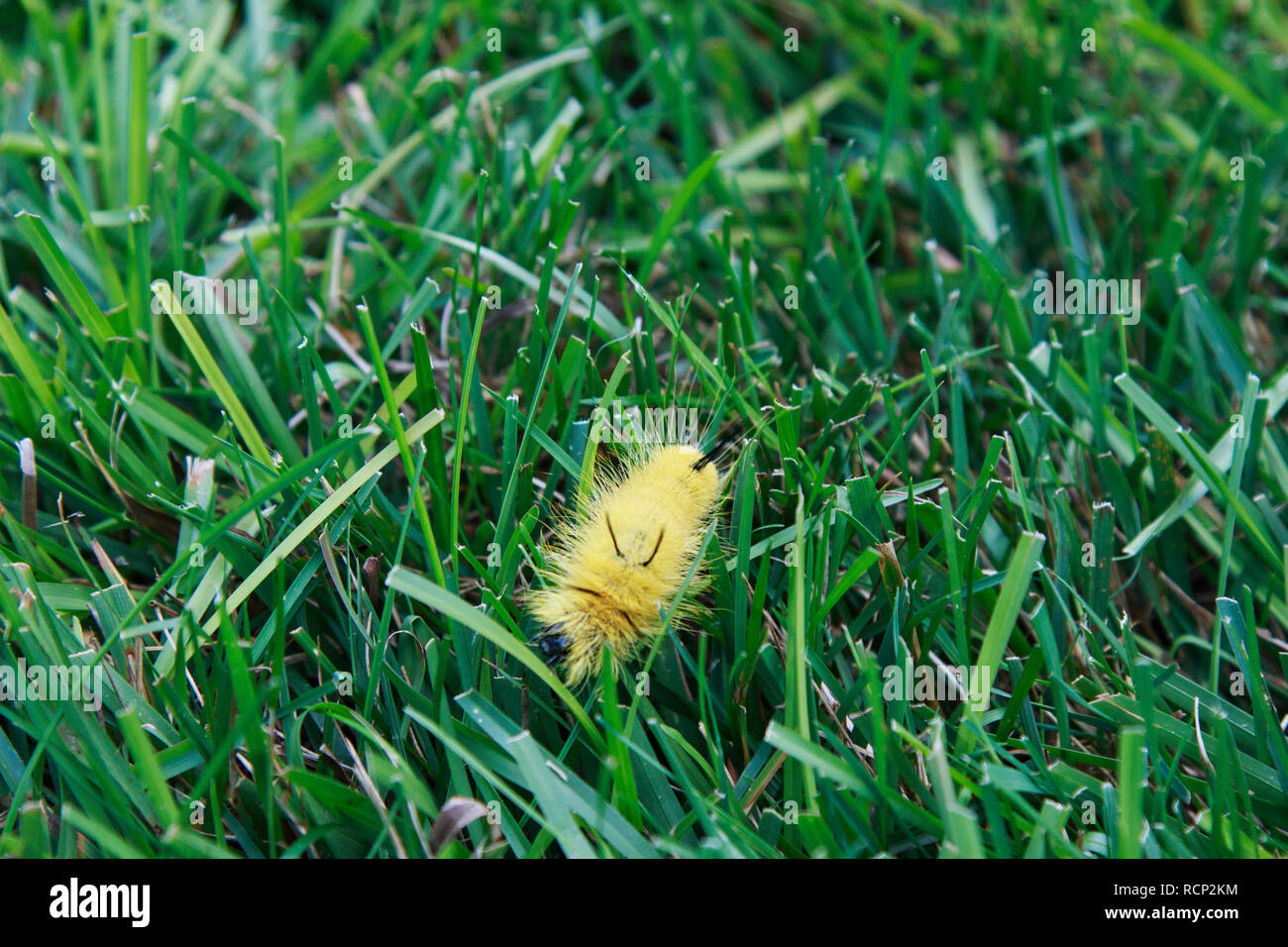 American dagger moth caterpillar hi-res stock photography and images ...