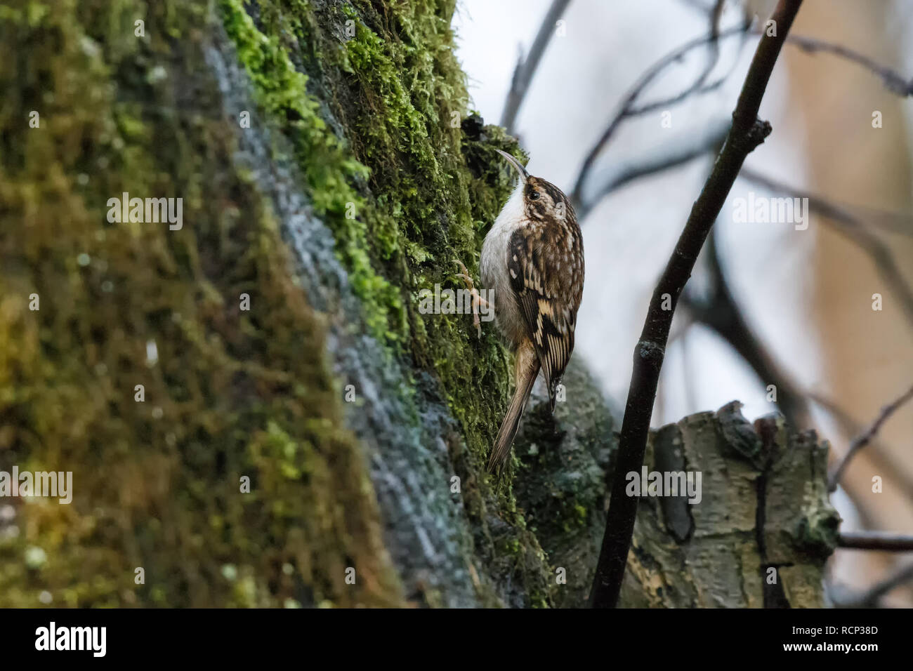 Brown creeper bird hi-res stock photography and images - Alamy