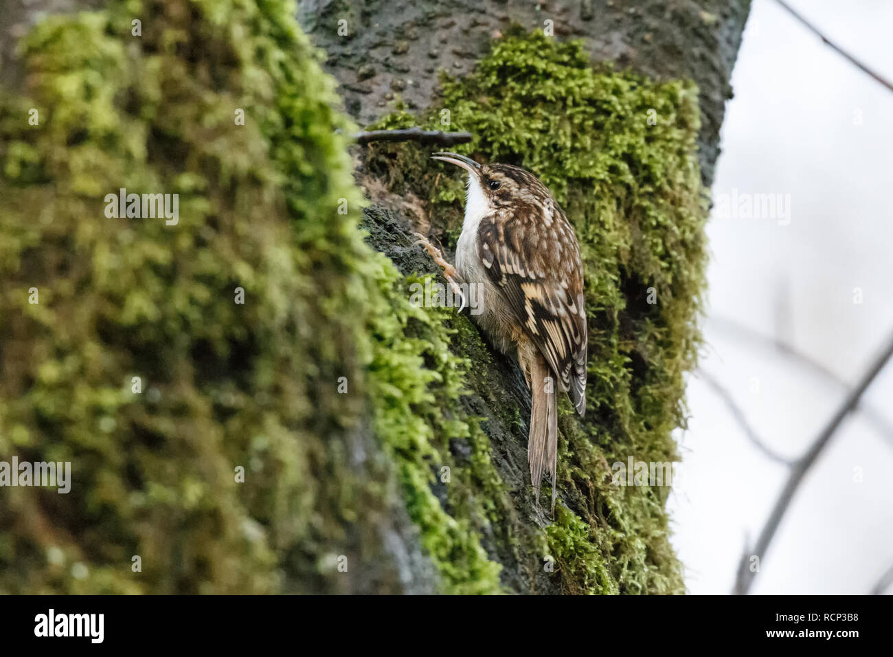 Tree creeper bird hi-res stock photography and images - Alamy