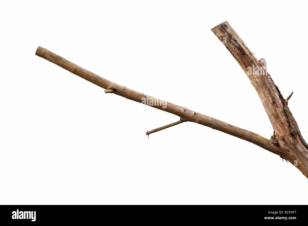 Dry tree branch isolated on white background Stock Photo - Alamy
