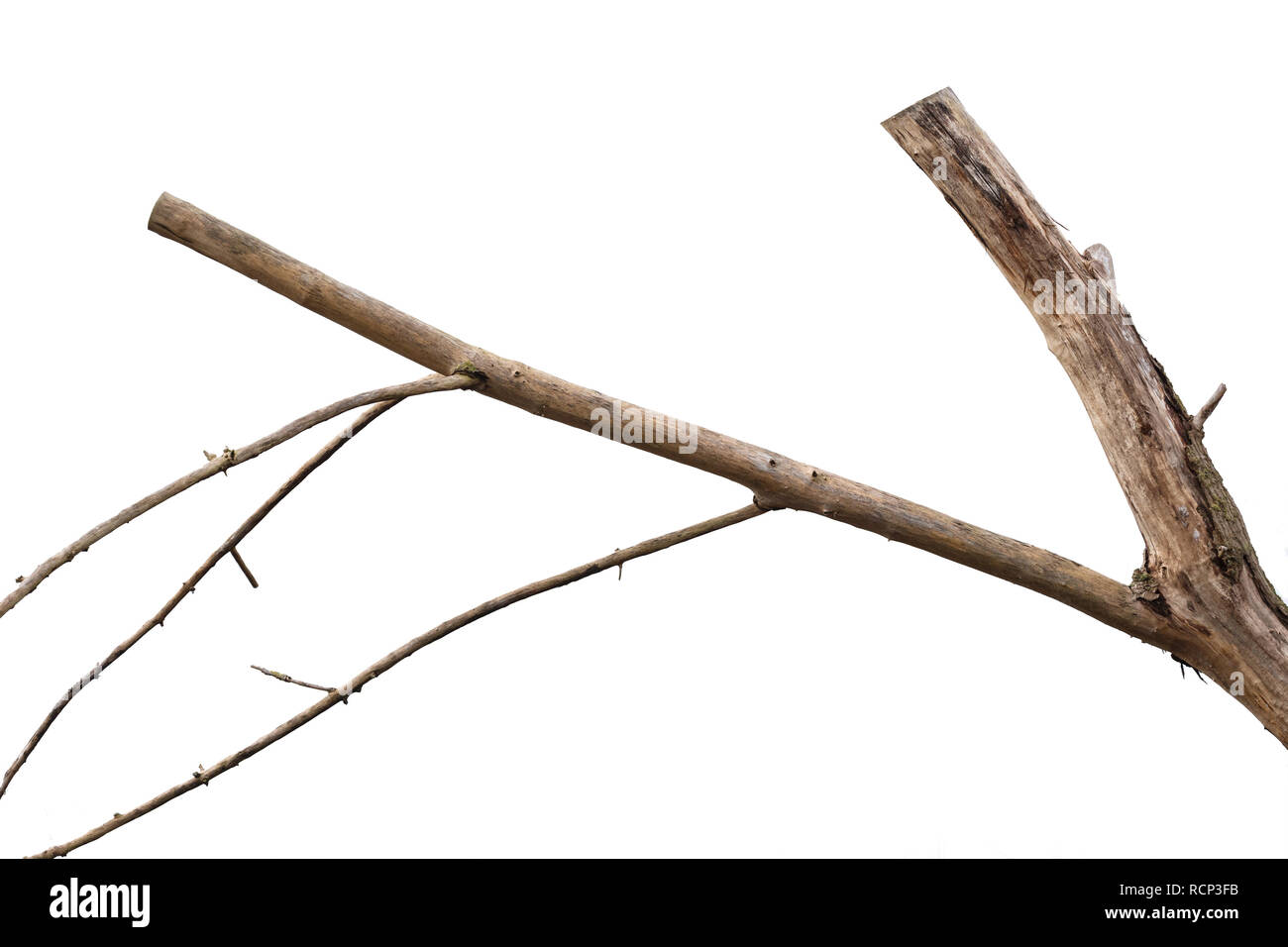 Dry tree branch isolated on white background Stock Photo - Alamy