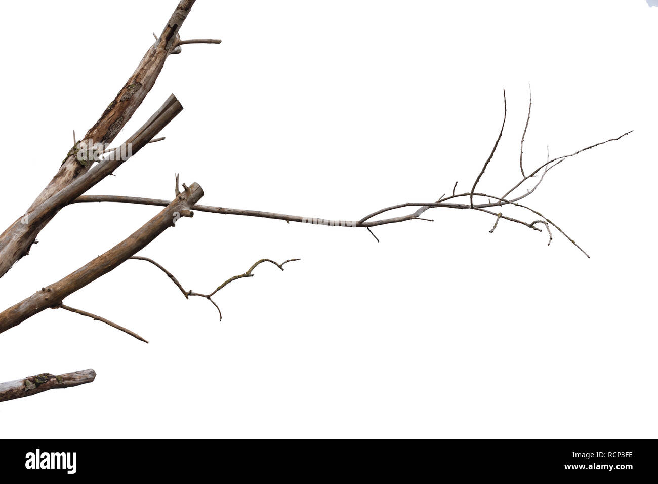 Dry tree branch isolated on white background Stock Photo - Alamy