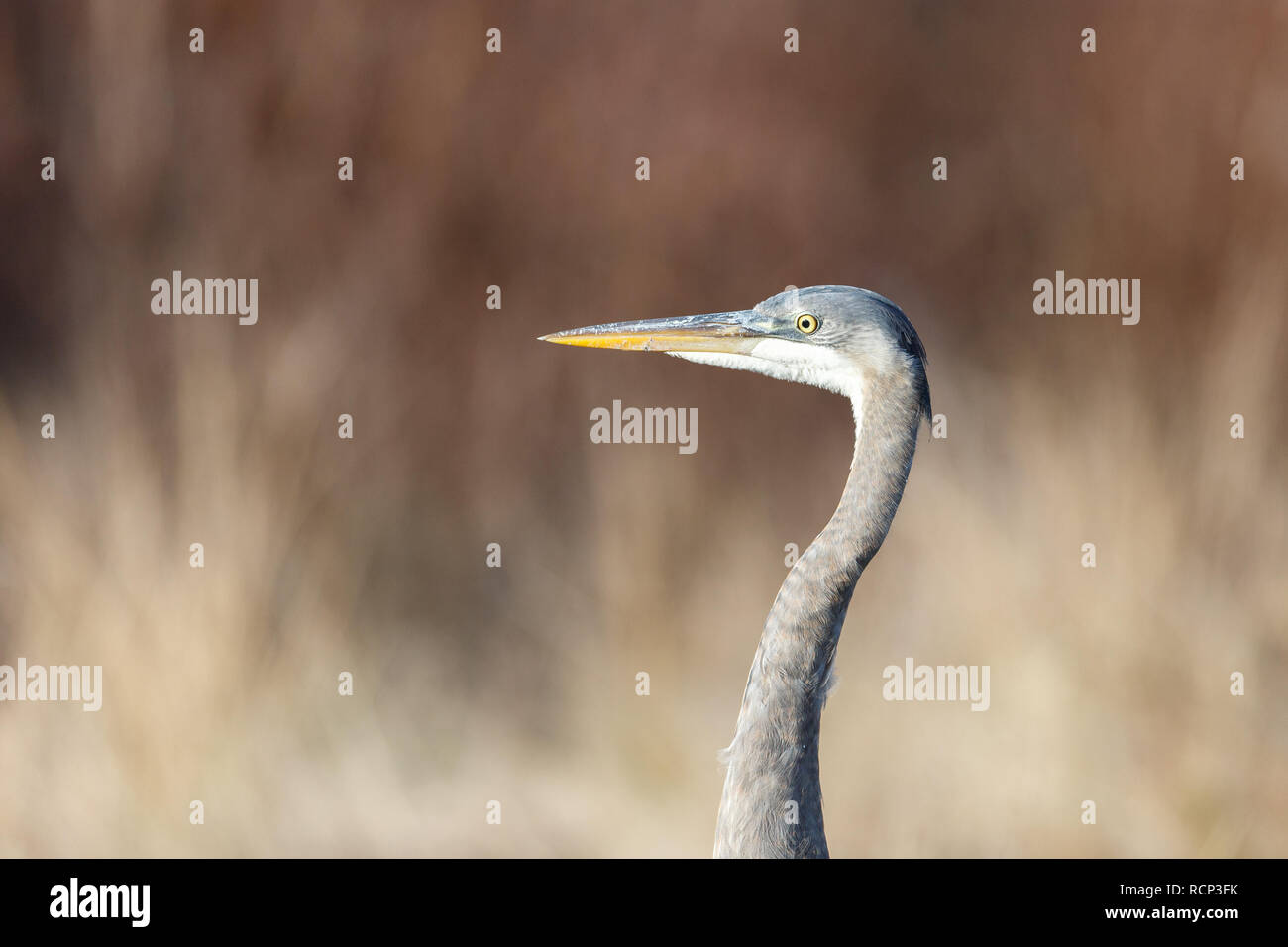 great blue heron head in Vancouver BC Canada Stock Photo - Alamy