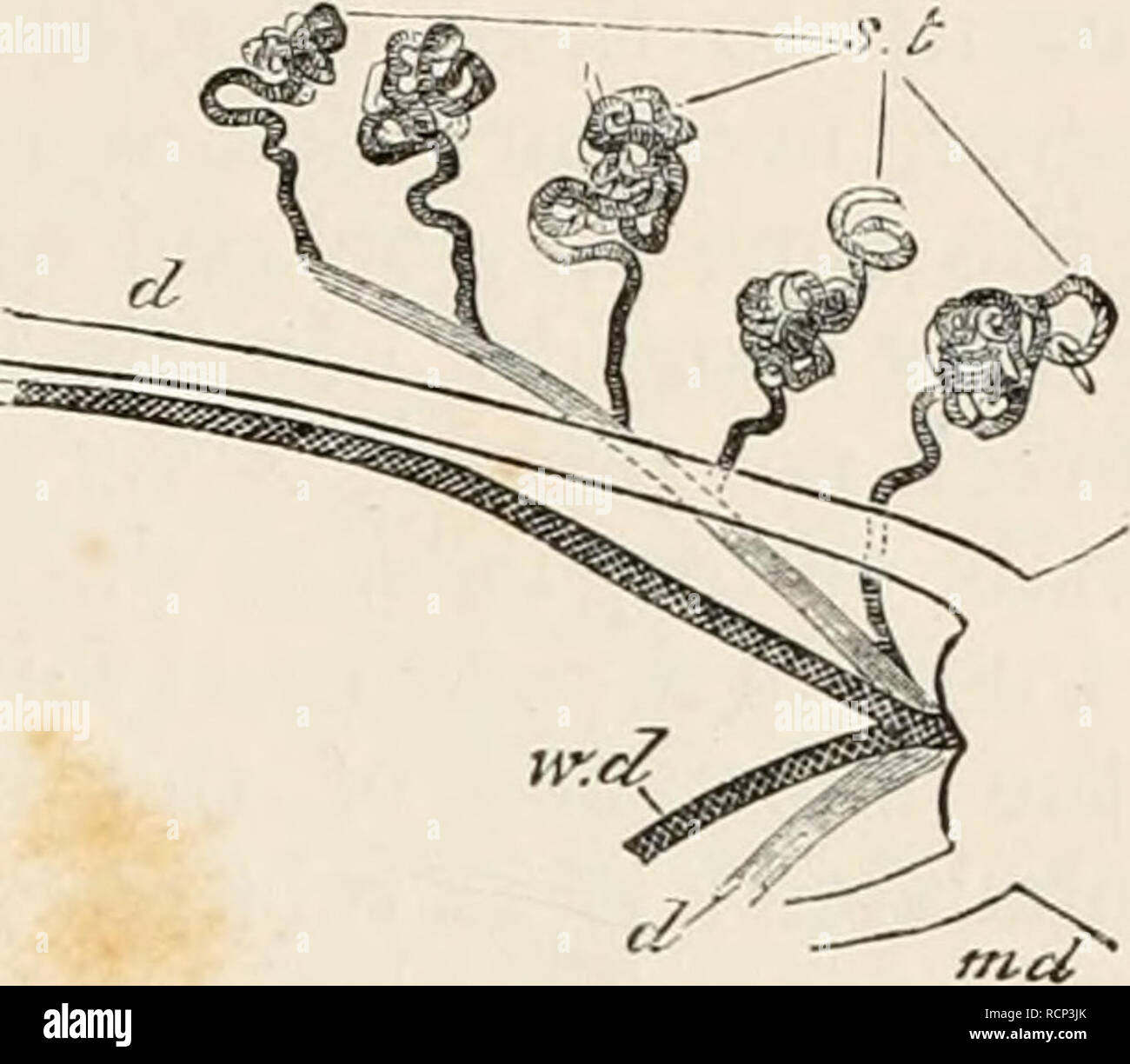 Mullerian and wolffian duct hi-res stock photography and images - Alamy