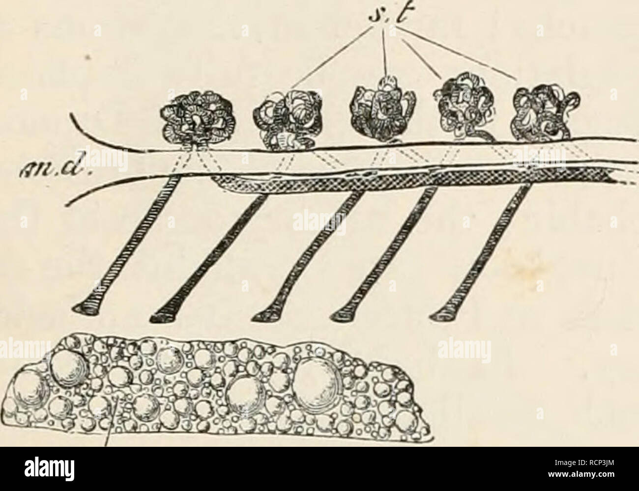 Mullerian and wolffian duct hi-res stock photography and images - Alamy