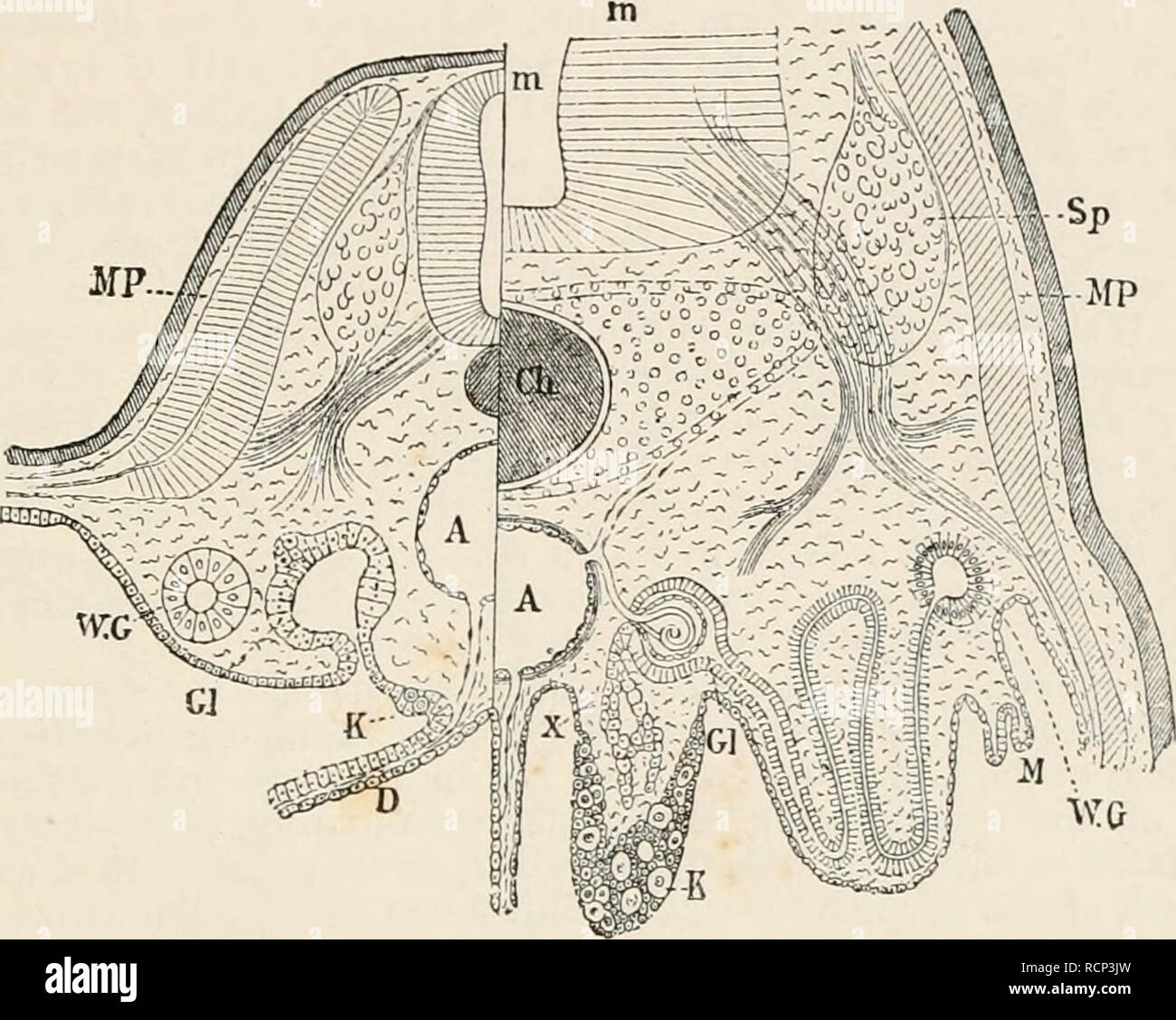 . Elements of the comparative anatomy of vertebrates. Anatomy ...